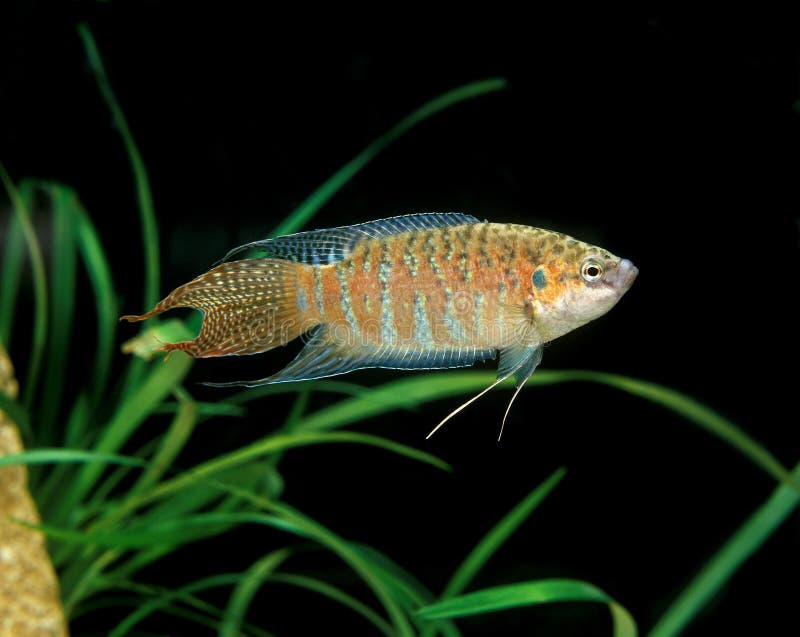 PARADISE FISH Macropodus Opercularis, ADULT Stock Photo - Image of ...