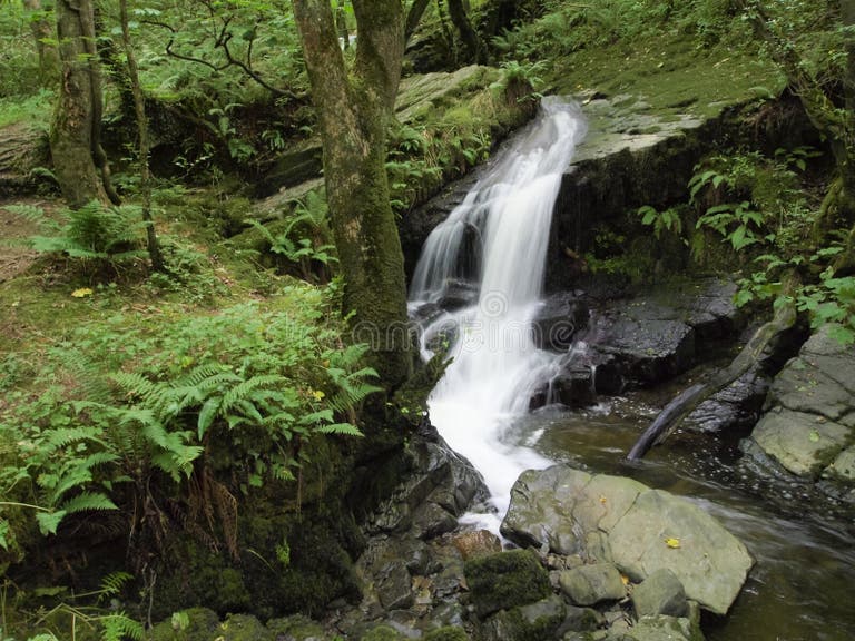 Paradise forest stock photo. Image of europe, clean, landscape - 23650730