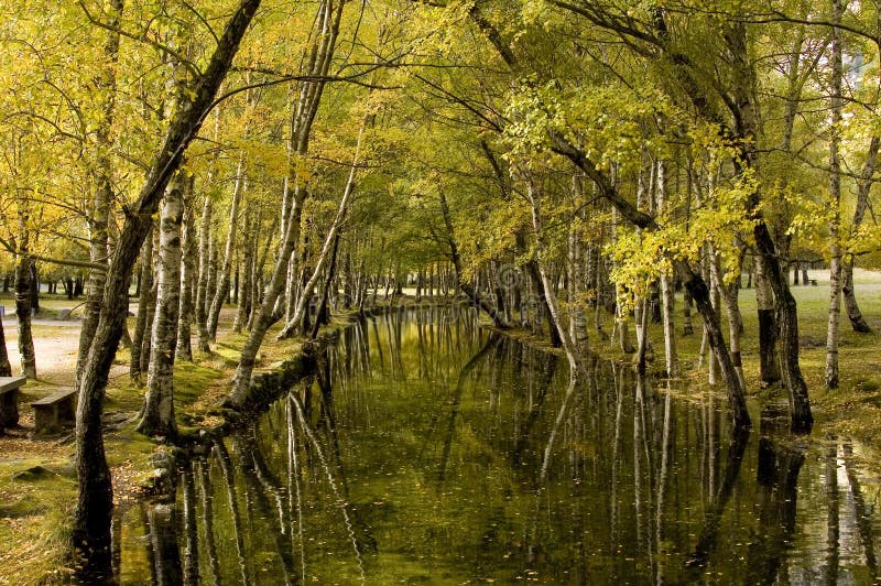 Paradise forest stock image. Image of shadow, flowers - 2984017