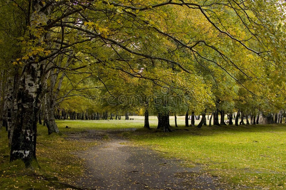 Paradise forest stock image. Image of lanscape, autumn - 2984107