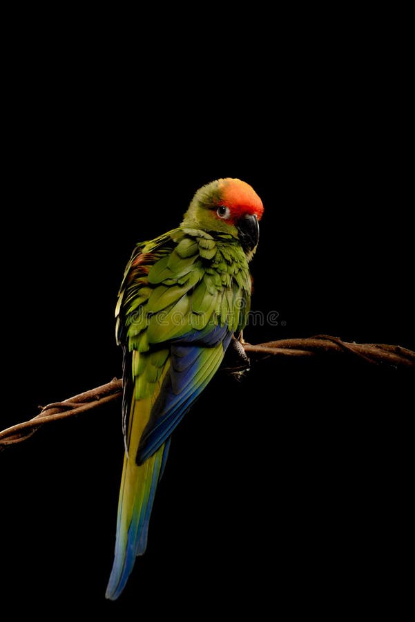 Paradise Gold Capped Conure Stock Image - Image of full, black: 28471349