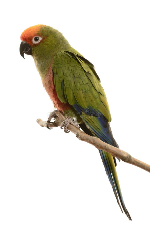 Paradise Gold Capped Conure Stock Photo - Image of exotic, cute: 28471864