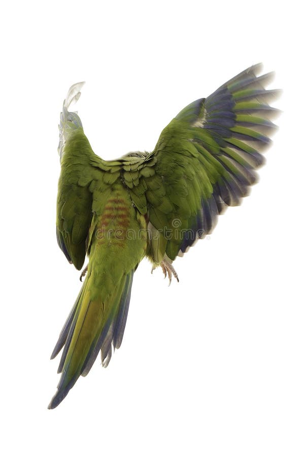 Paradise Gold Capped Conure Stock Image - Image of exotic, movement ...