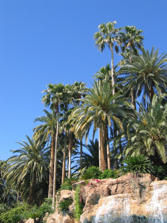 Paradise Palm Trees & Waterfall Stock Photo - Image of gulf, vegas: 172704