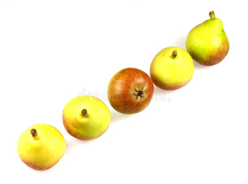 Paradise pears stock photo. Image of organic, juicy, food - 28853444