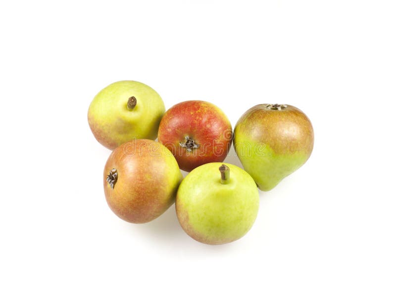 Paradise pears stock photo. Image of juicy, faccia, bella - 28853456