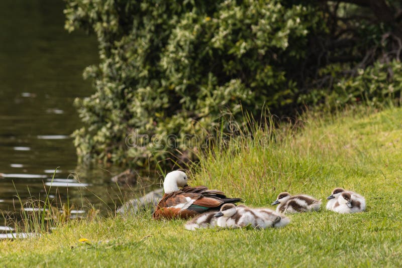 Paradise Shelduck with Ducklings Stock Image - Image of adorable, river ...