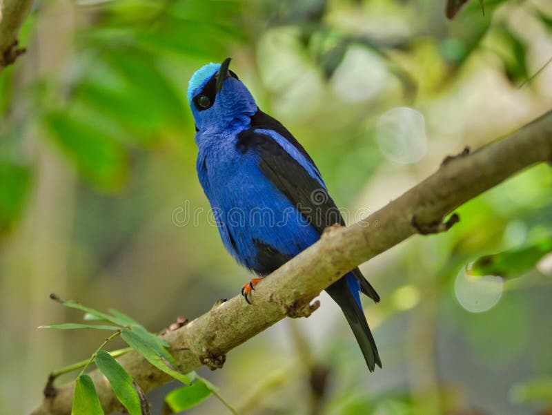 Tanagra Bird Stock Photos - Free & Royalty-Free Stock Photos from ...