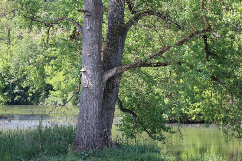 Paradise for Tree fungi stock photo. Image of picturesque - 381782254