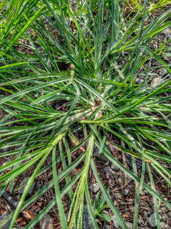 Paragis Herbal Medicinal Wild Grass or Goose Grass Stock Image - Image ...