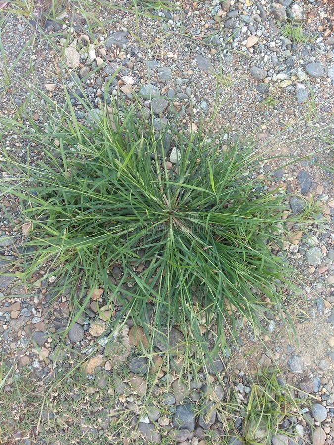 Paragis medicinal plants stock image. Image of medicinal - 200474563