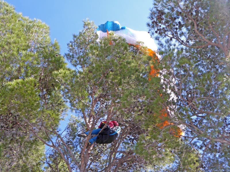 Paraglider in a tree stock photo. Image of blue, wood - 227399608