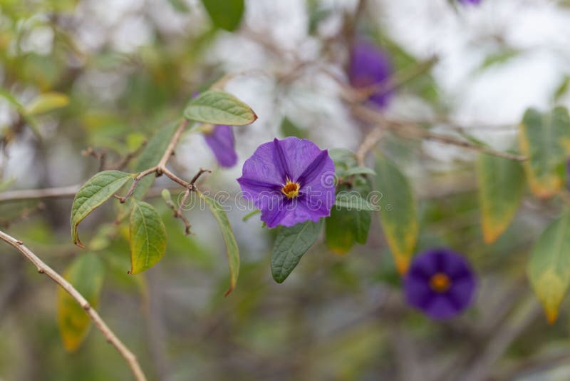Lycianthes Rantonnetii Variegata , Blue Potato Bush â€˜Royal Robe ...