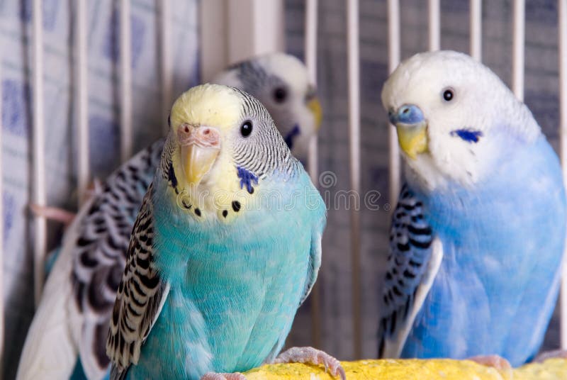 The four amigo parrotlets stock photo. Image of blue - 48979796