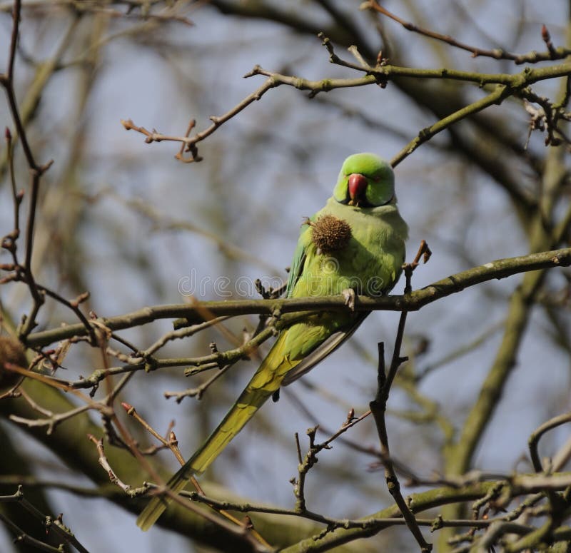 Parakeet stock photo. Image of feral, nature, europe - 13221322