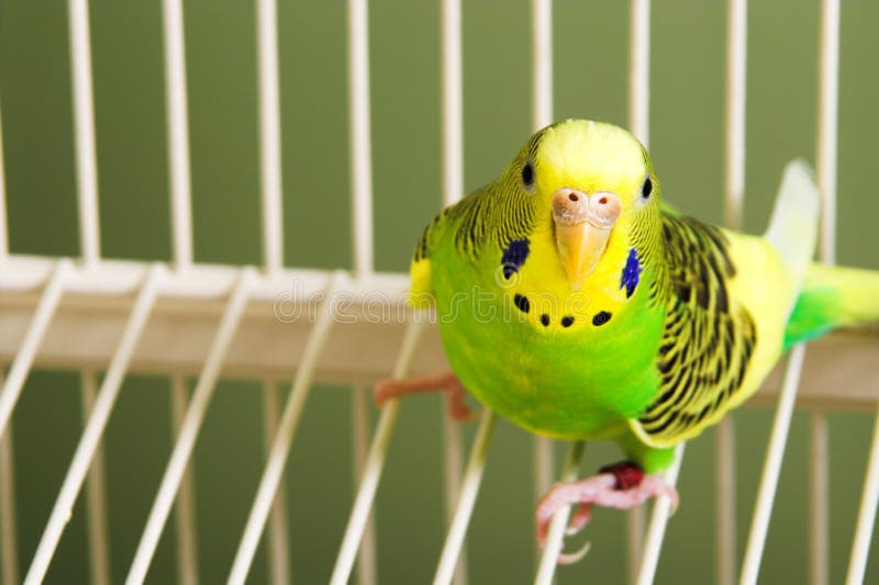 Parakeet stock photo. Image of bird, head, love, tropical - 5003242