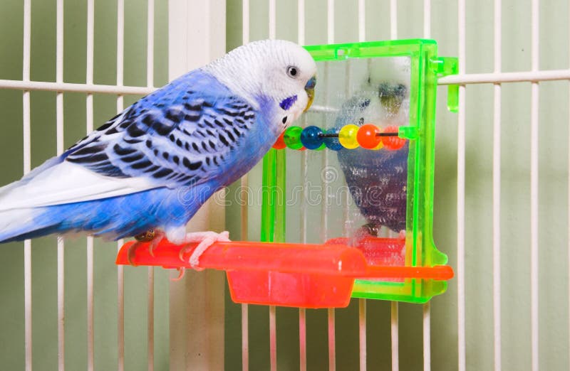 Parakeet stock photo. Image of head, blue, tropical, parakeet - 5170048