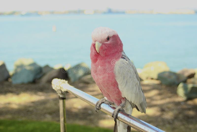 Parakeet Bird Pink and White Full Body Stock Image - Image of blurred ...