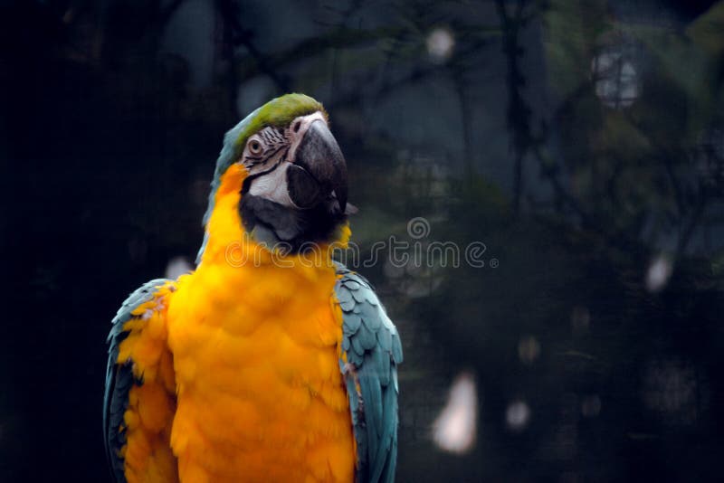 Parakeet bird portrait stock image. Image of wing, kpunkka - 195481243