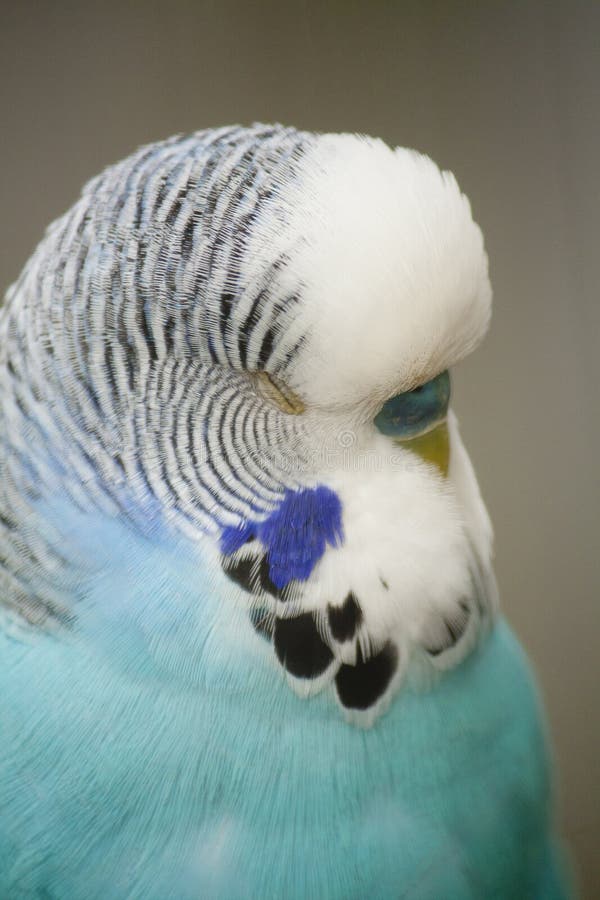 Parakeet/Budgie stock photo. Image of cute, blue, happy - 31946712
