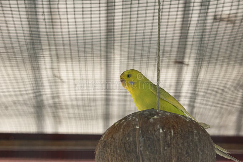 Parakeet is the Common Name for a Diverse Group of Small Parrots. Some ...