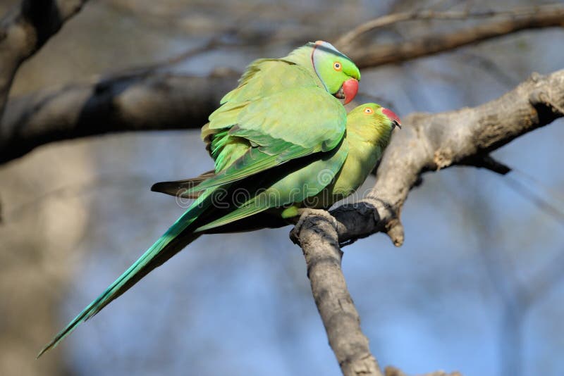 Parakeet couple mating. stock image. Image of national - 46473597