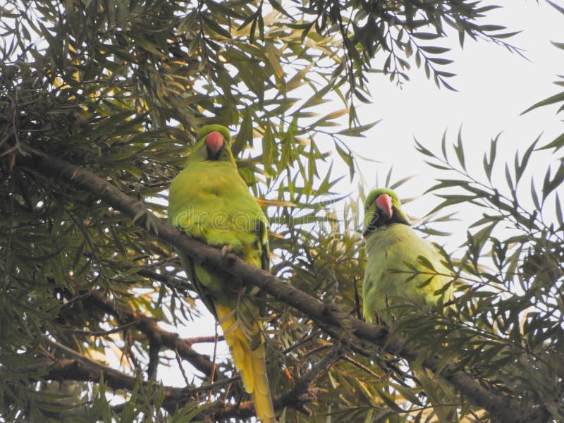 Parakeet couple stock image. Image of avian, perched - 138333985