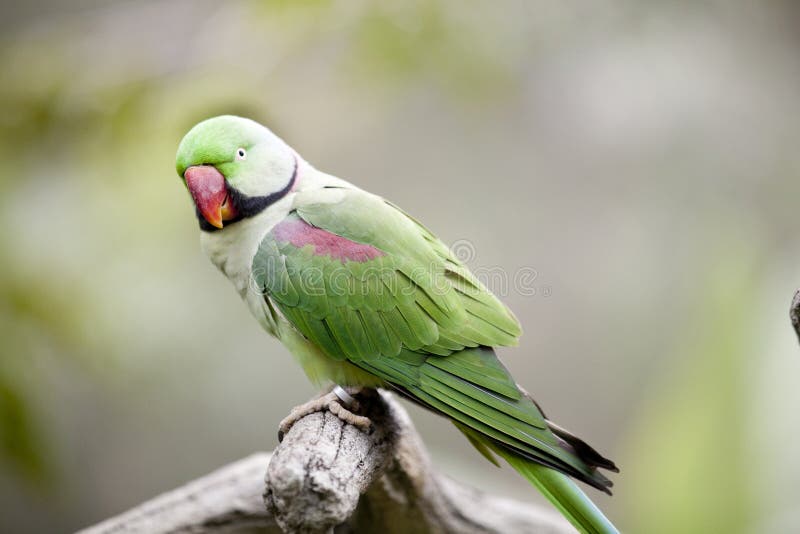 Parakeet D'Alexandrine Et Pigeon De Nicobar Photo stock - Image du ...