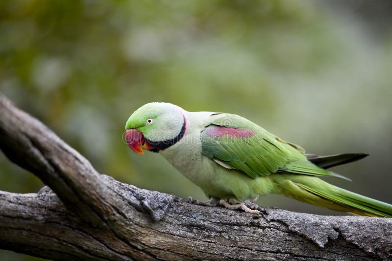 Alexandrine Parakeet, Psittacula Eupatria, Hombre En Vuelo Contra Fondo ...