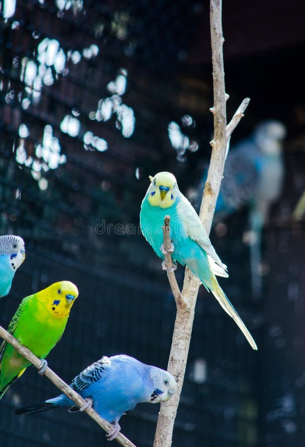Parakeet in Different Colors Stock Image - Image of feathers, blue ...