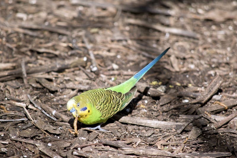 The Parakeet is Eating a Grub Stock Photo - Image of green, yellow ...
