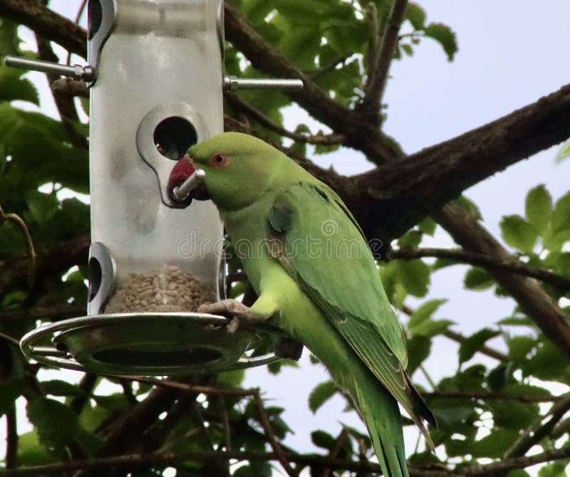 Parakeet Feeding from a Bird Feeder Stock Photo - Image of wildlife ...