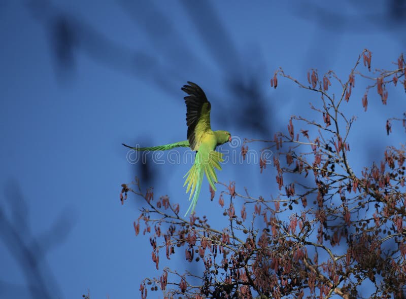 Parakeet in flight stock photo. Image of birds, naturephotography ...