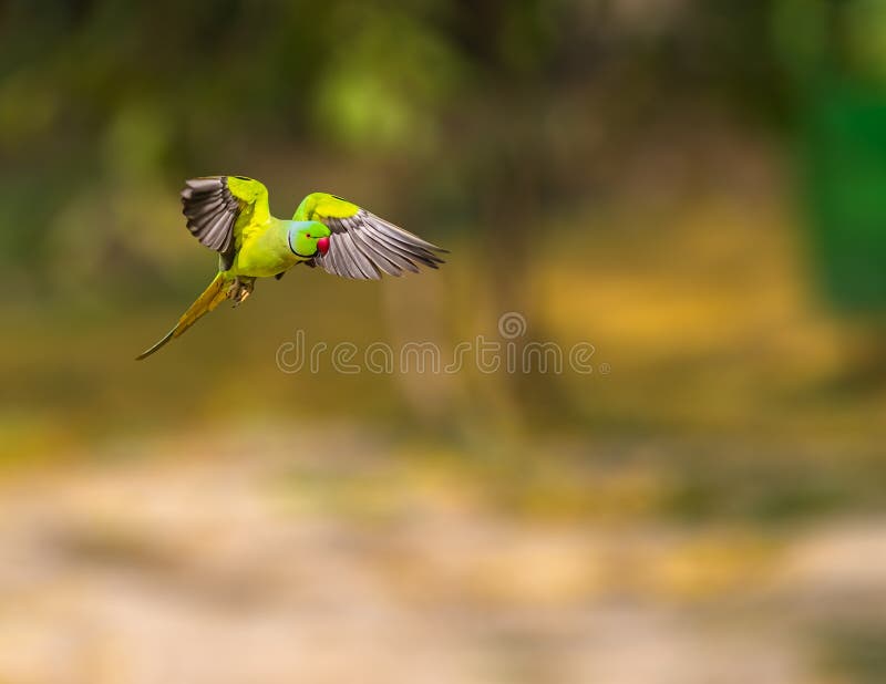 A Parakeet in flight stock photo. Image of parakeet - 315559586