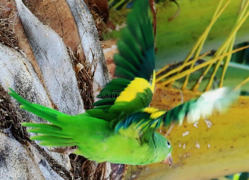 Parakeet in flight stock photo. Image of branch, bird - 100280176