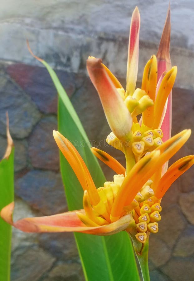 Parakeet Flower Heliconia Psittacorum Stock Photo - Image of ...