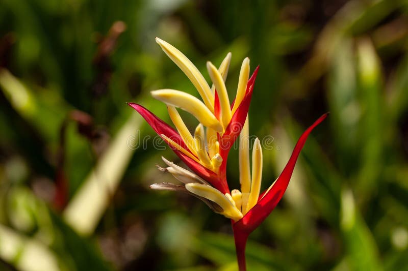 Parakeet Flower, Heliconia Psittacorum Stock Image - Image of tree ...