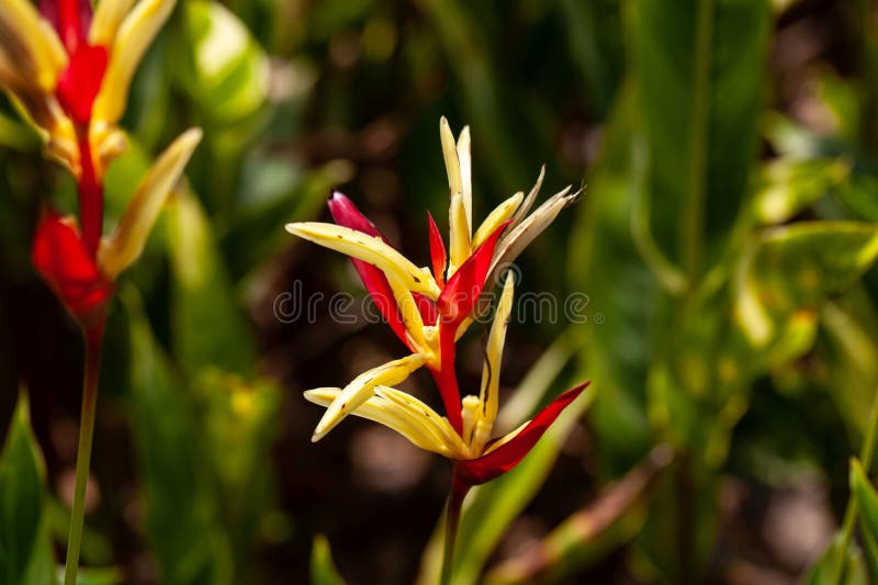 Parakeet Flower, Heliconia Psittacorum Stock Photo - Image of nature ...