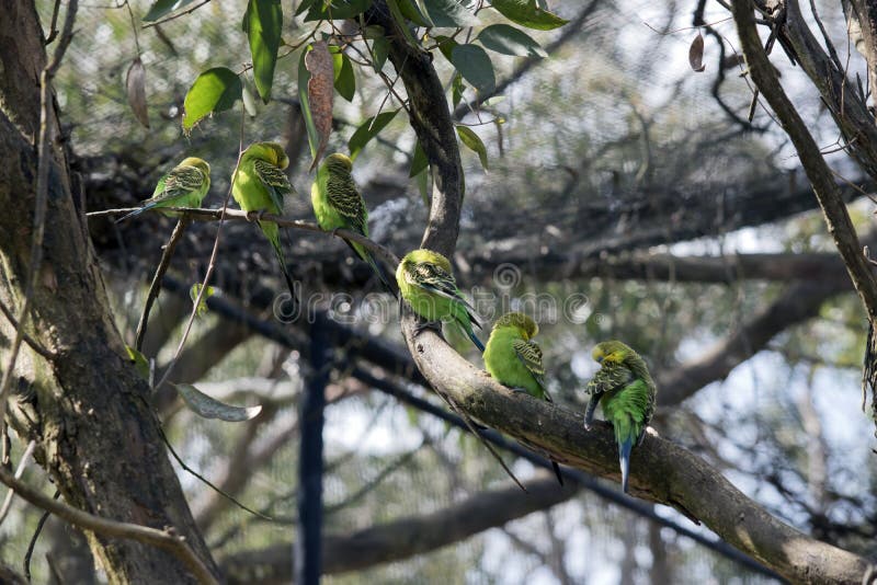 The Parakeet is a Green Bird with a Yellow Head Stock Image - Image of ...