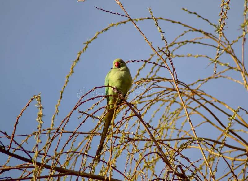 Parakeet High in the Branches of a Tree Stock Photo - Image of avians ...