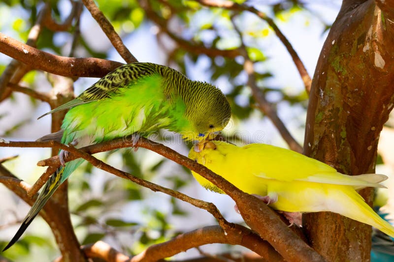 Parakeet Kiss stock photo. Image of kiss, bird, parrot - 276329874