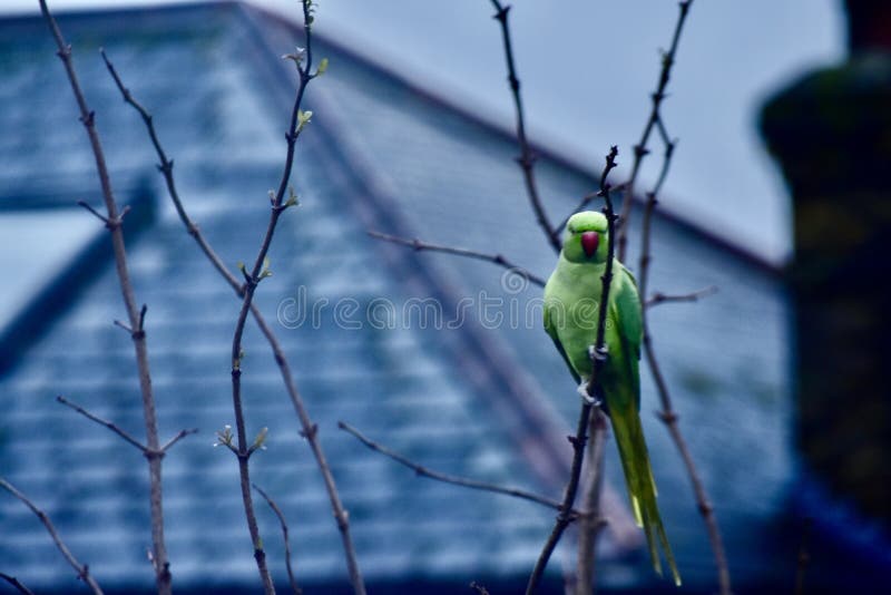 A parakeet on a tree top stock photo. Image of blue - 206464208