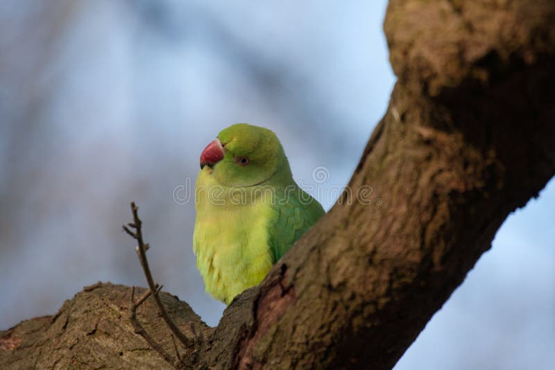 Parakeet looks quizzical stock photo. Image of rosenecked - 39056506