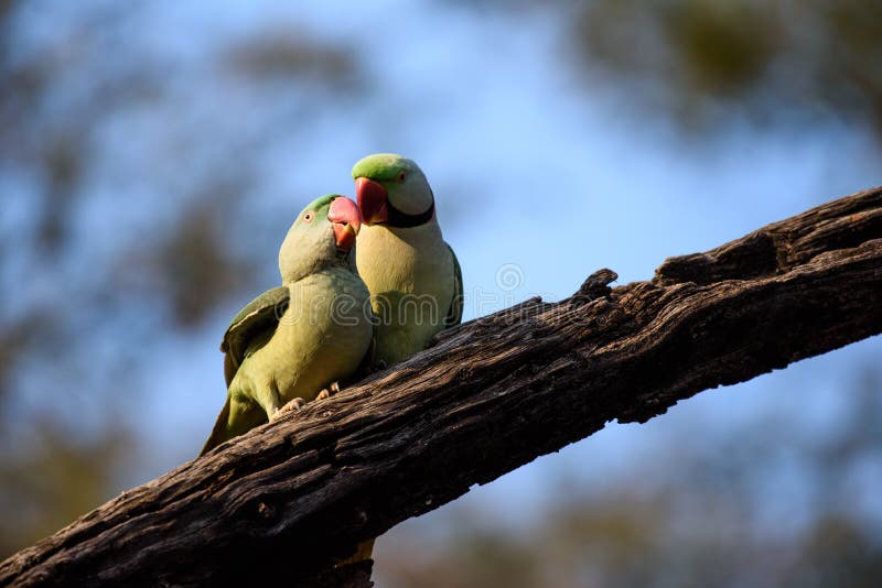 Parakeet pair stock photo. Image of ornithology, beautiful - 113094820