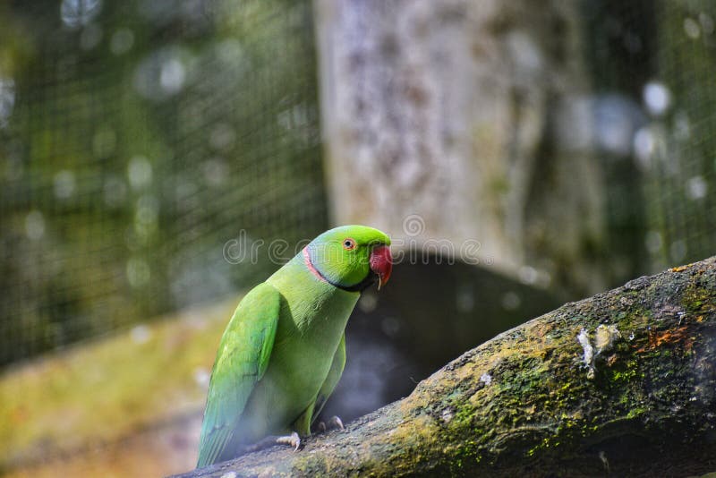 A Parakeet Parrot Bird in the Tree Stock Image - Image of nature, wing ...