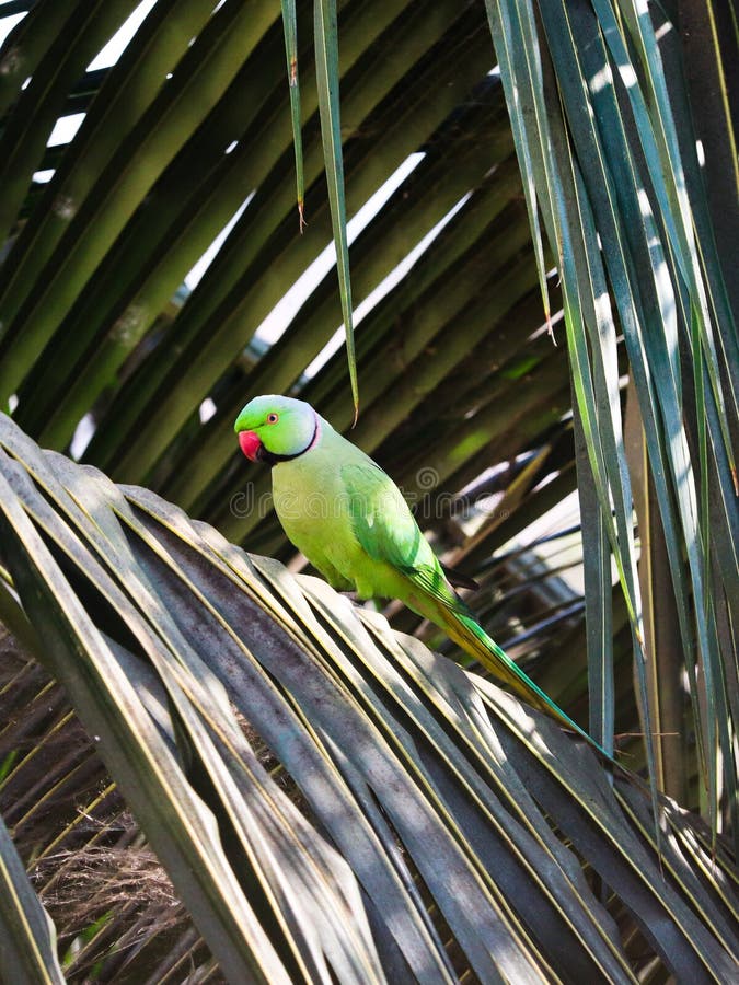 Parakeet Parrot Perching on Coconut Leaves Stock Photo - Image of ...