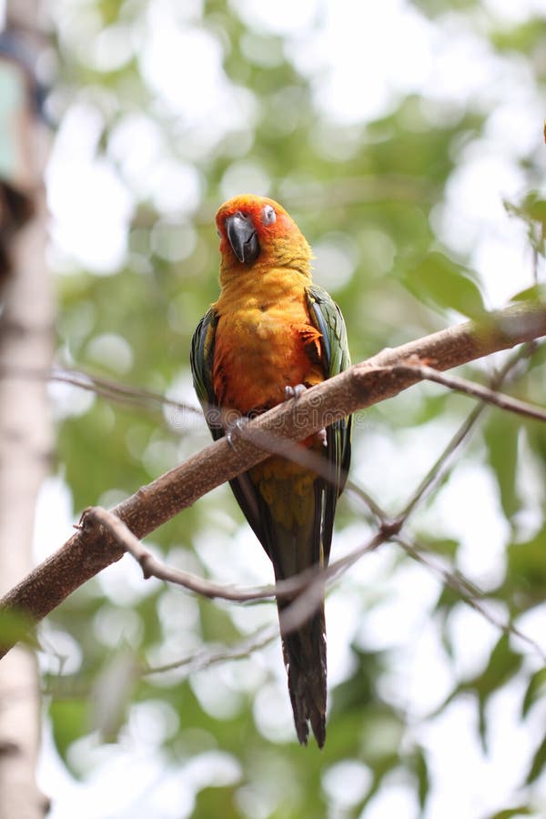 Parakeet or Parrot is Sleeping on Tree Branch. Stock Image - Image of ...