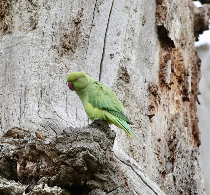 Parakeet Perched in Dead Tree Stock Photo - Image of ...
