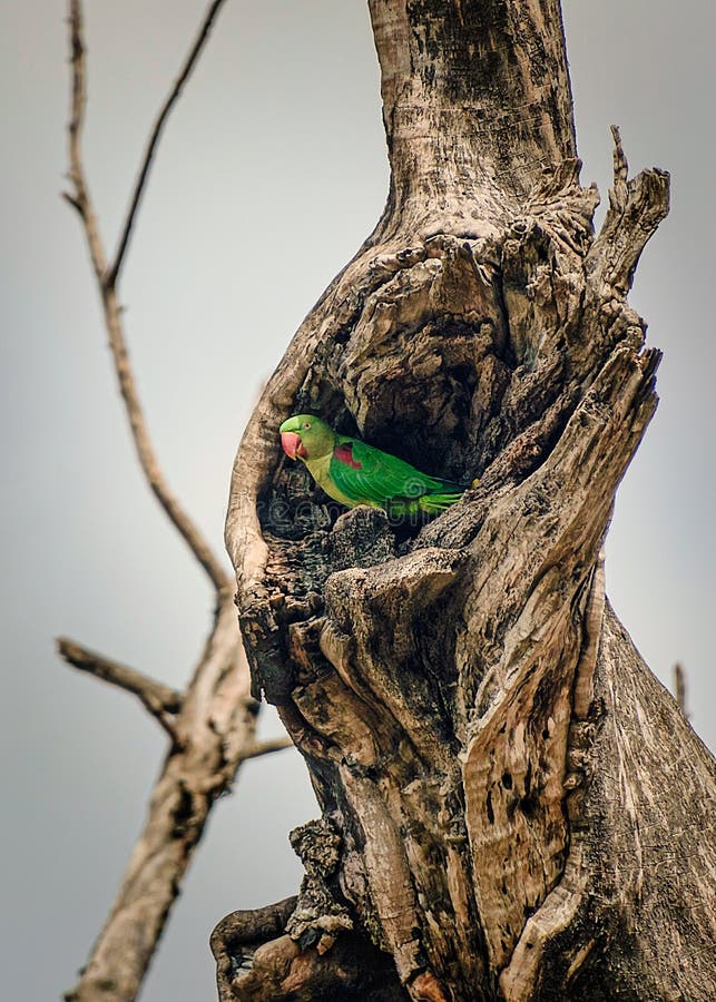 Parakeet Perched in Hollow Tree Trunk Stock Image - Image of colour ...