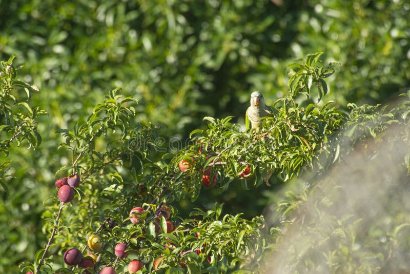 Parakeet Perched on a Peach Tree , and Peach Fruits Stock Photo - Image ...